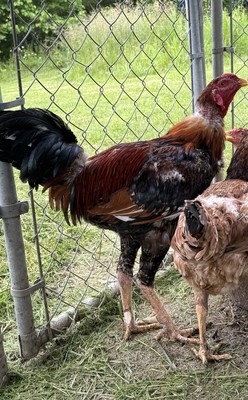 Indio Gigante Hatching Eggs 6+ giant chickens 3 foot tall! Huge chicken ...