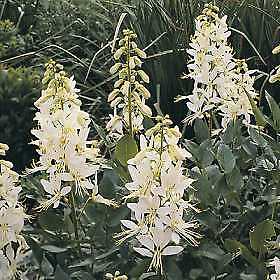 Dictamnus (Gas Plant) alba Albiflorus 100 seeds | eBay