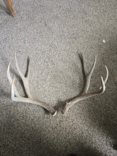 Big White Mule Deer Set Sheds Antlers Horns Racks Home Decor Cabin ...