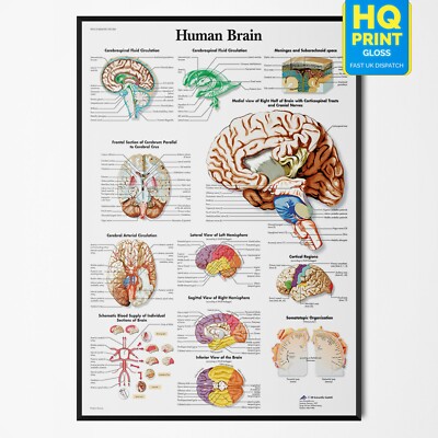 Anatomy Of The Brain Educational Notes Anatomical Human Body Poster A4 ...