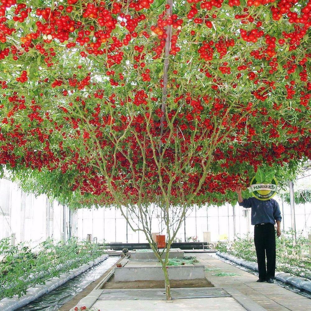 Seedling Growing Into A Big Tree A Small Tree Grows From The Roots Of