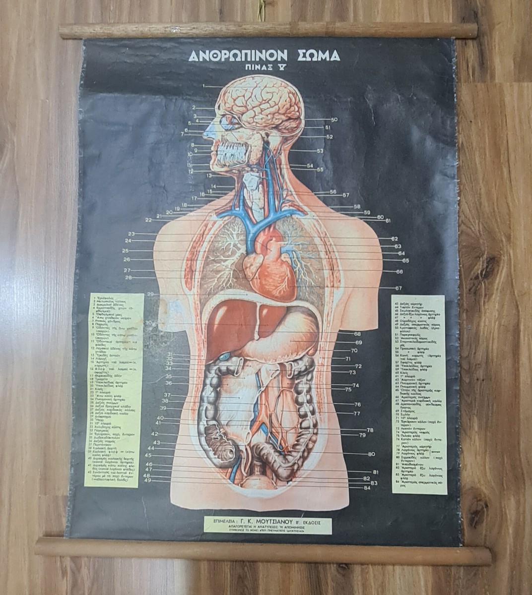 Anatomy Posters Human Anatomical Charts Musculoskeletal Picture Muscle ...