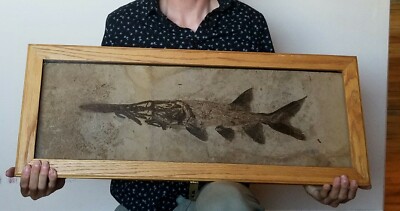 Paddlefish Fossil (Crossopholis) 21.5" "Green River Formation" PRICED ...