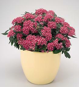 Pentas Graffiti2020 Ruby Rose 100 seeds | eBay