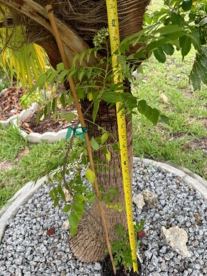 CURRY LEAF PLANT (SWEET NEEM) MATURE TREE 35" or more tall. ORGANICALLY ...