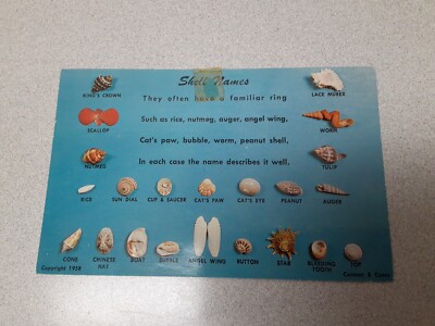 Vintage Shell Names Postcard | eBay