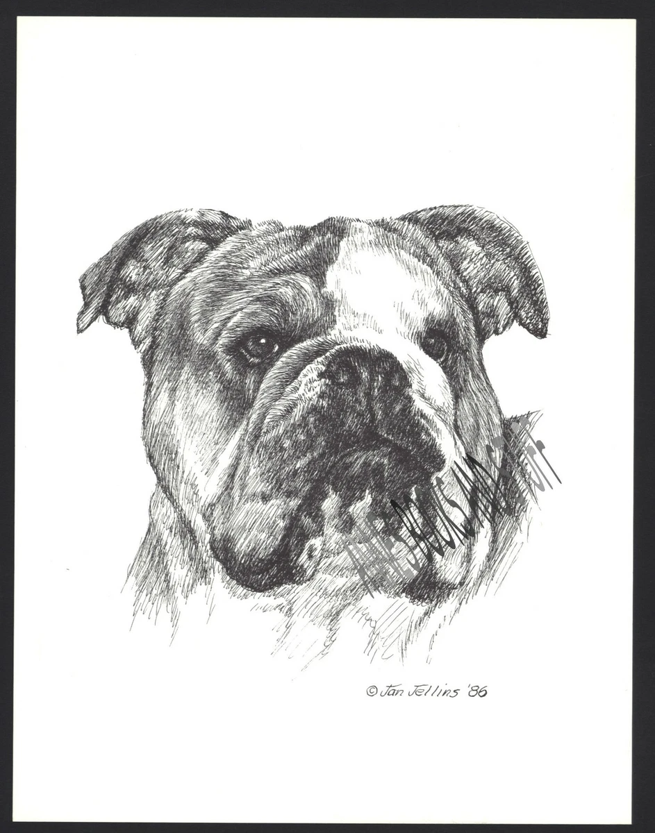 English Bulldog Drawings