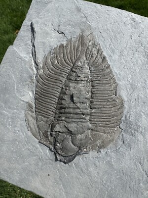 Partial Arctinurus boltoni Trilobite Fossil New York Rare Trilobite ...