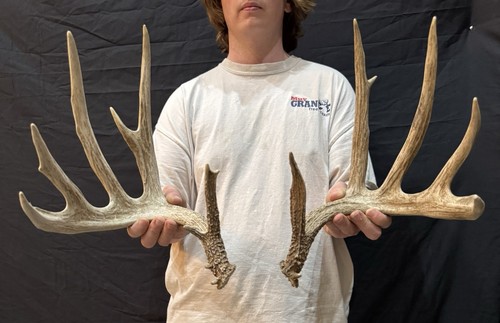 Giant Tall 159” Whitetail Deer Shed Antlers Horns Taxidermy Mount Man ...