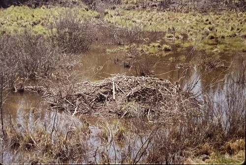 Vintage Photo Slide 1986 Beaver Hut Off Rt 17 Canada | eBay