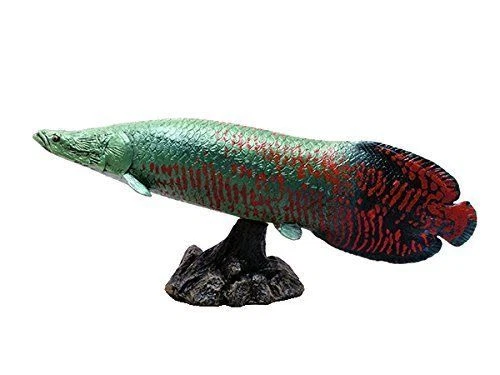 Arapaima Gigas