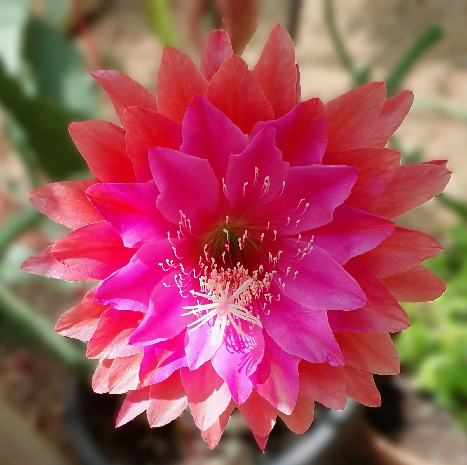 EPIPHYLLUM MOOSKA FARM. Cutting. (((KIWI TREASURE BOX ))) REG ESA | eBay