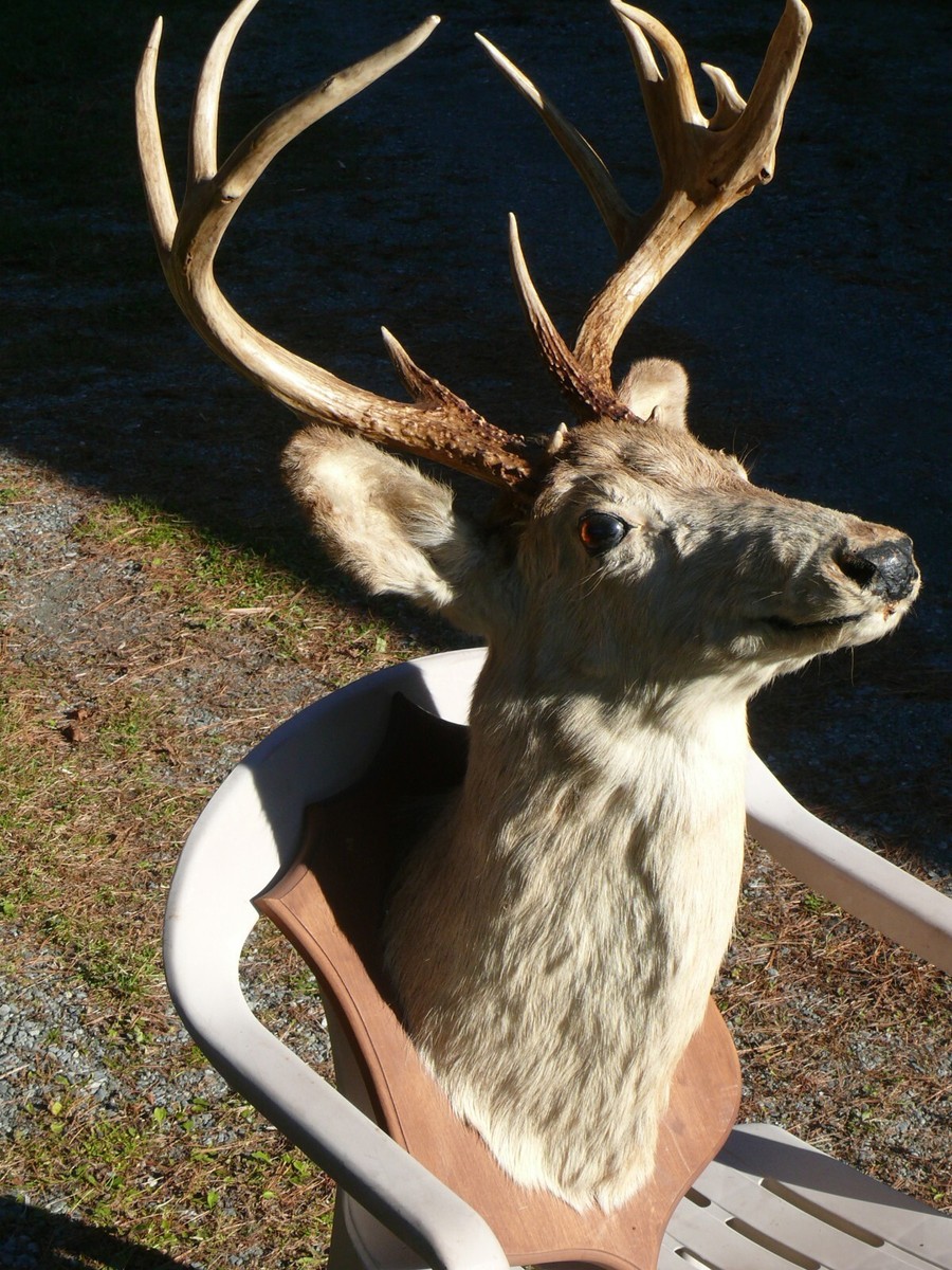 Buck Deer Face