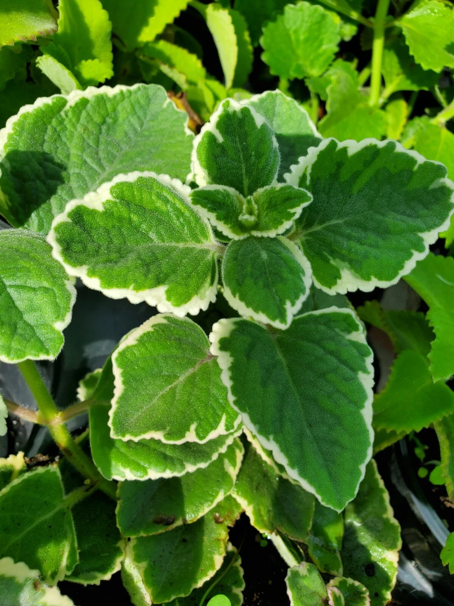 Mexican Mint