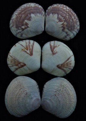 seashell SET OF 3 Circe scripta SELECTED PATTERN 35-39mm Gem/F+++ | eBay
