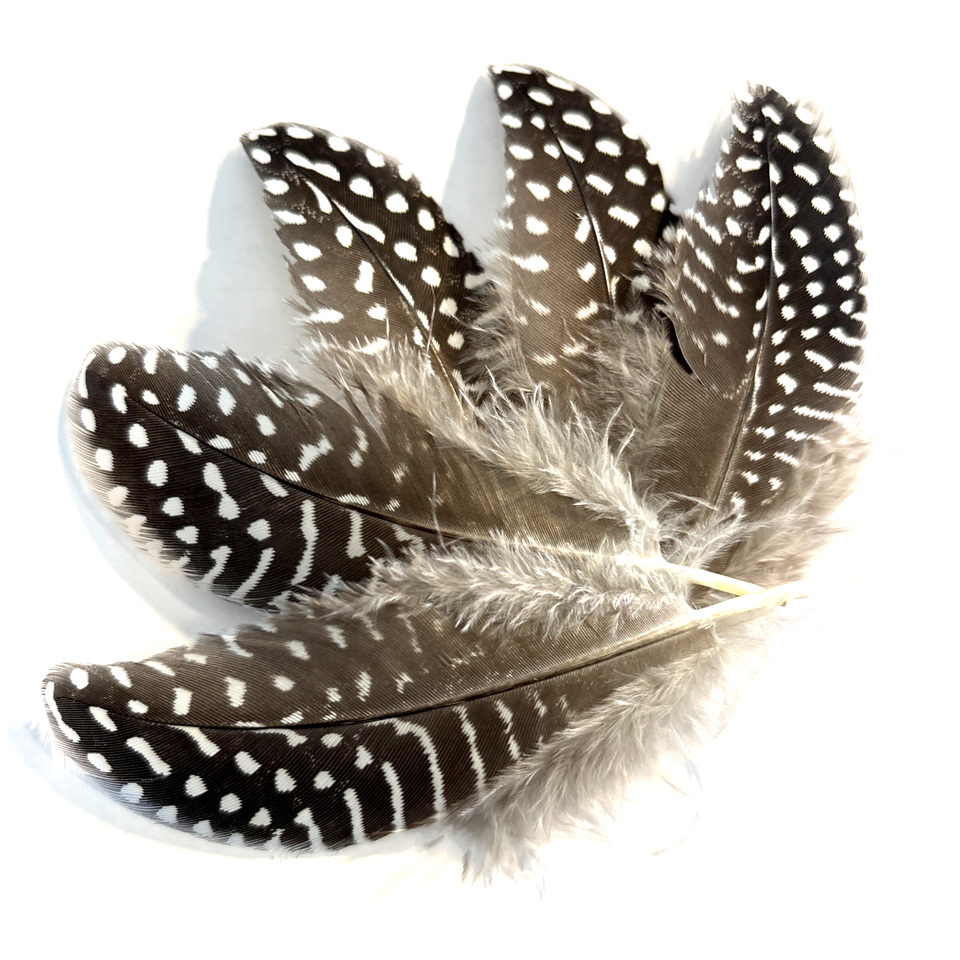 6pcs Black White Spotted Guinea Fowl Feathers 10cm DIY Art Craft ...