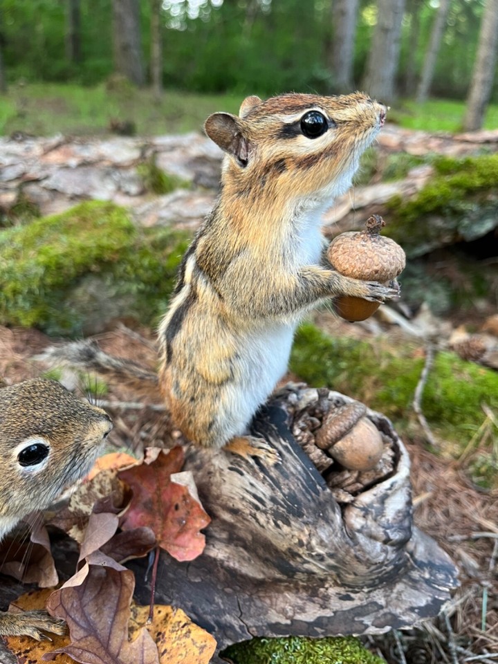 Chipmunk Taxidermy, Adirondack Chipmunk Mount, Squirrel Taxidermy ...