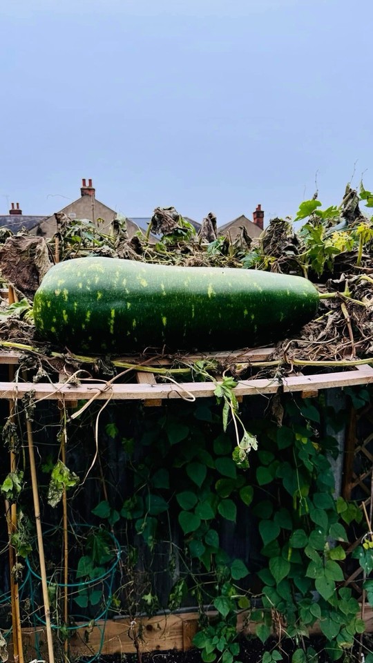 20 Bangladeshi Lau Khodu Pani Kosu Bangla Lau Fani Kodu Seeds Bottle ...
