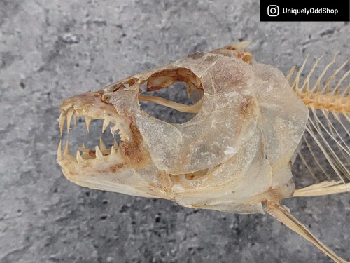 African tiger fish goliath skull oddities bones taxidermy wetspecimen ...