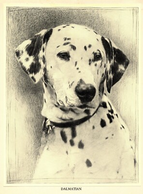 1935 Antique Dalmatian Print Malcolm Nicholson Dalmatian Art ...