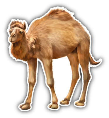 Camel Animal Car Bumper Sticker Decal - "SIZES" | eBay