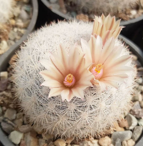 2PCS Rare succulents Mammillaria candida *Snowball Cactus* living ...