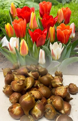 1-1000 MIXED DWARF TULIP BULBS MINIATURE GREIGII SPRING COLLECTION ...