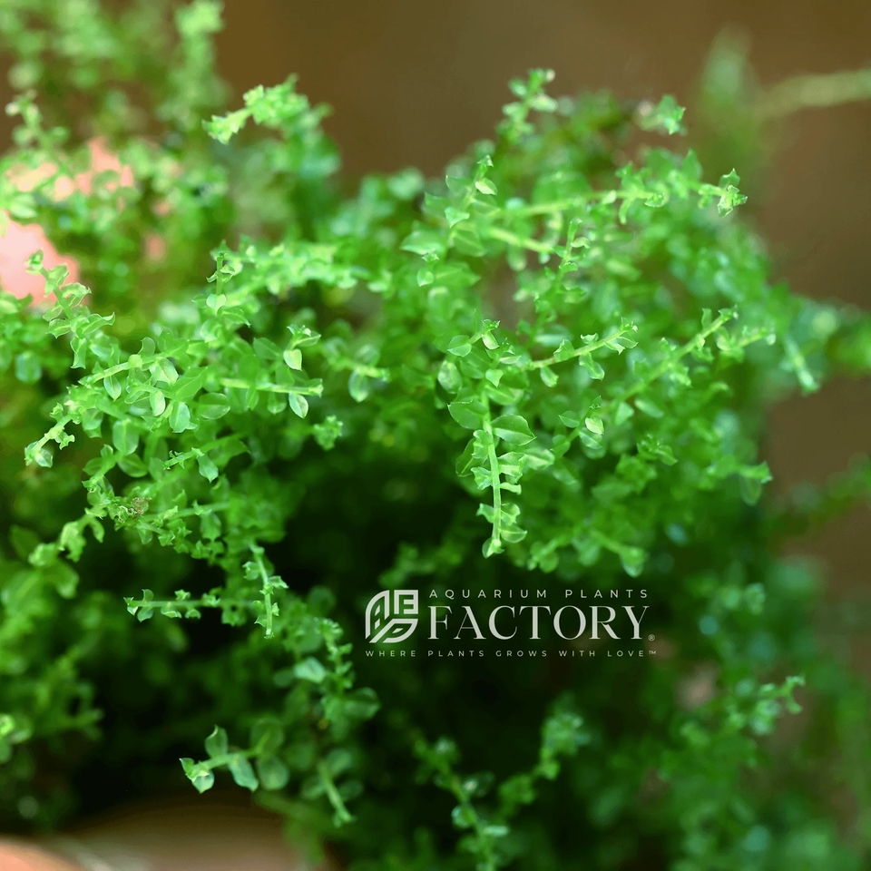Pearl Moss | Aquarium Plants Factory® | eBay