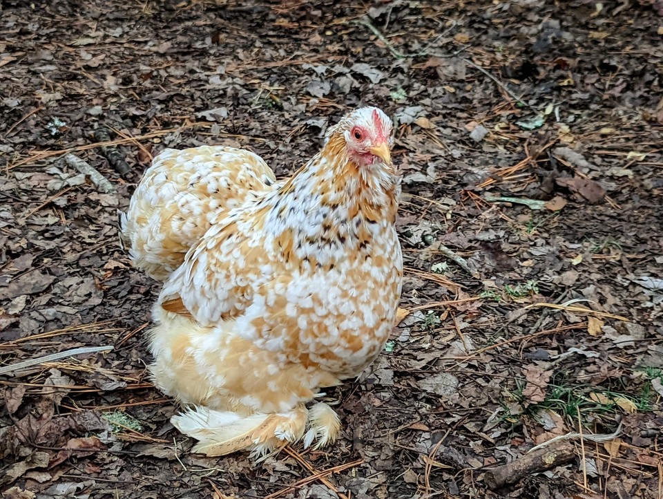 6 Calico/Millie/Dark Calico/Blue Calico Bantam Cochin Eggs - Frizzle ...