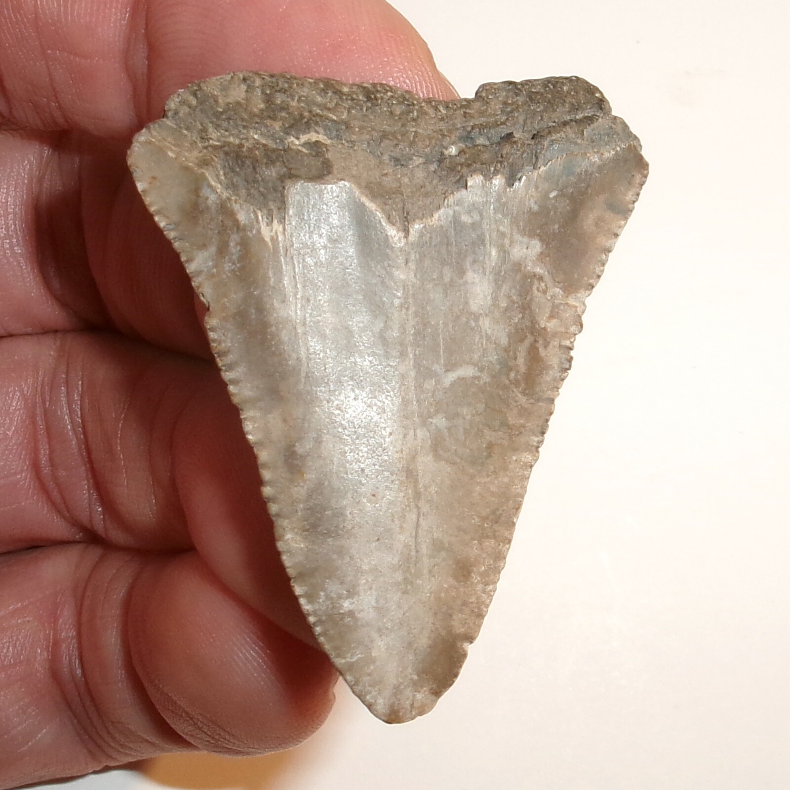 Great White Shark Tooth Fossil from North Carolina Real Sharks Teeth | eBay