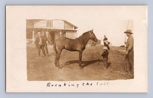Farmer Boy "Breaking the Colt" RPPC Antique Horse Photo Postcard ~1910s ...