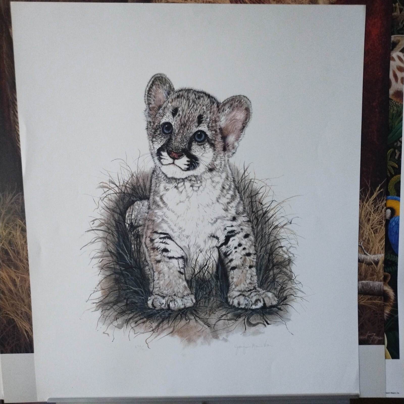 Baby tiger cub s/n signed print 22x26 TRINE UNIVERSITY STORM | eBay