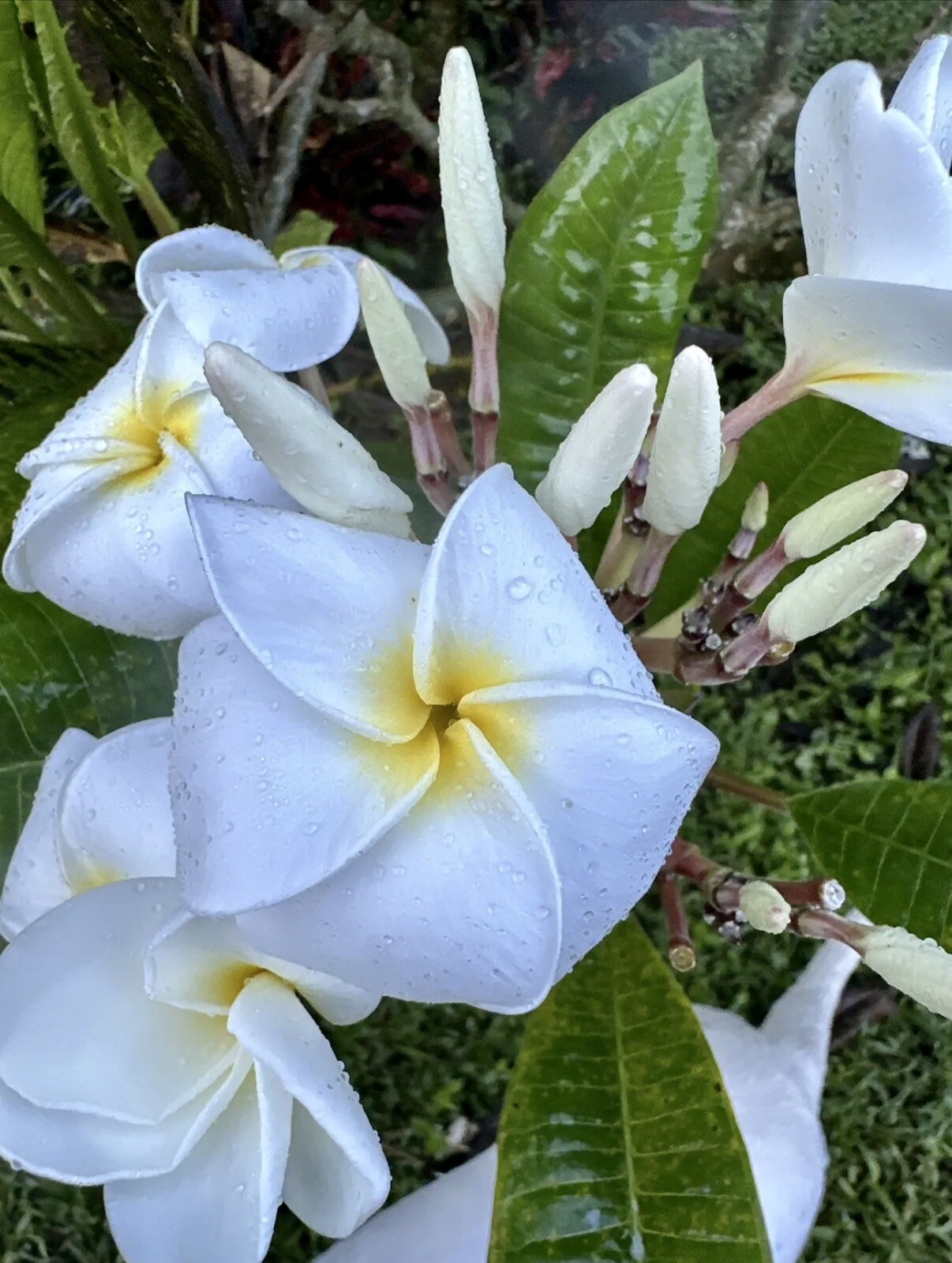 Plumeria Frangipani Large Fragrant White With Yellow Center Flowers 6 ...