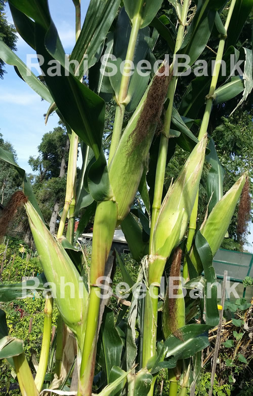 Flour Corn, Mandan Parching Lavender - A Rare, Stunning & Delicious ...