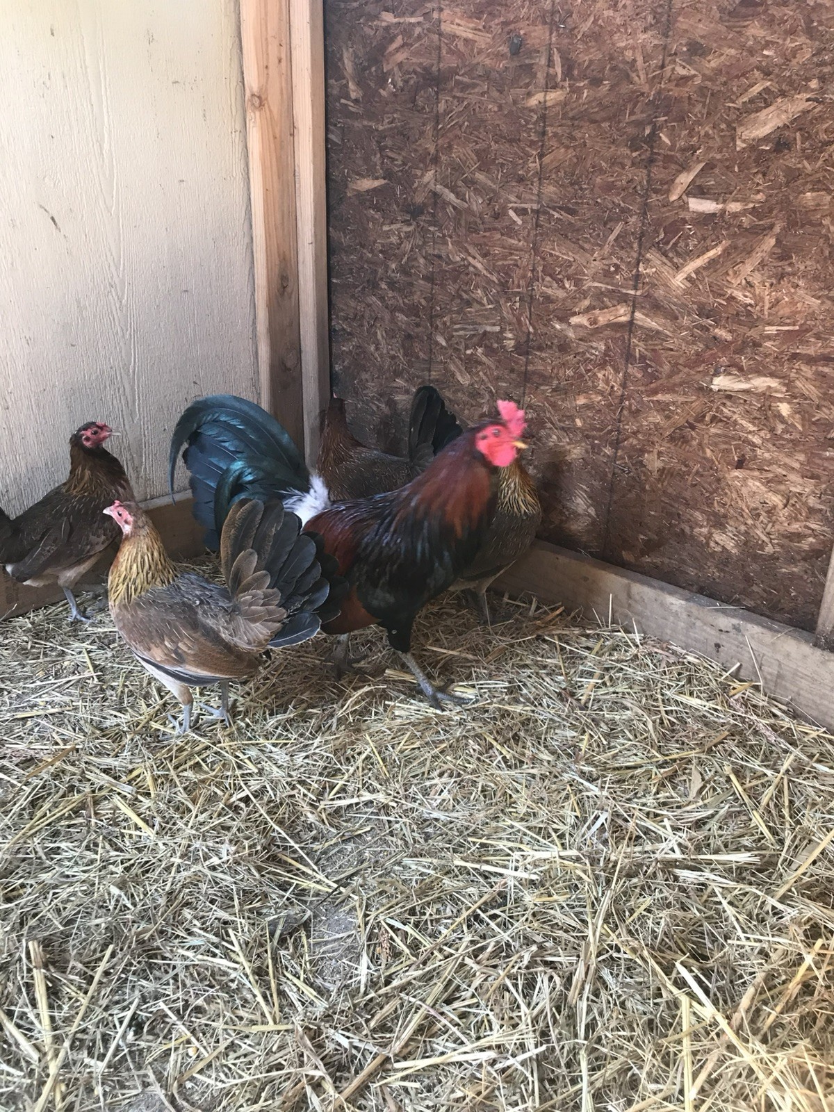6+ Chicken Hatching Eggs Rat Graves Leiper | eBay