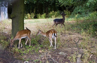 Photo 6x4 Fallow Deer Crews Hill/TQ3199 In an arm of Whitewebbs Wood ...