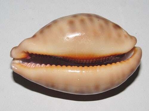 58 mm ORANGE TEETH Cypraea Mappa Cowrie Seashell Phuket Thailand ...