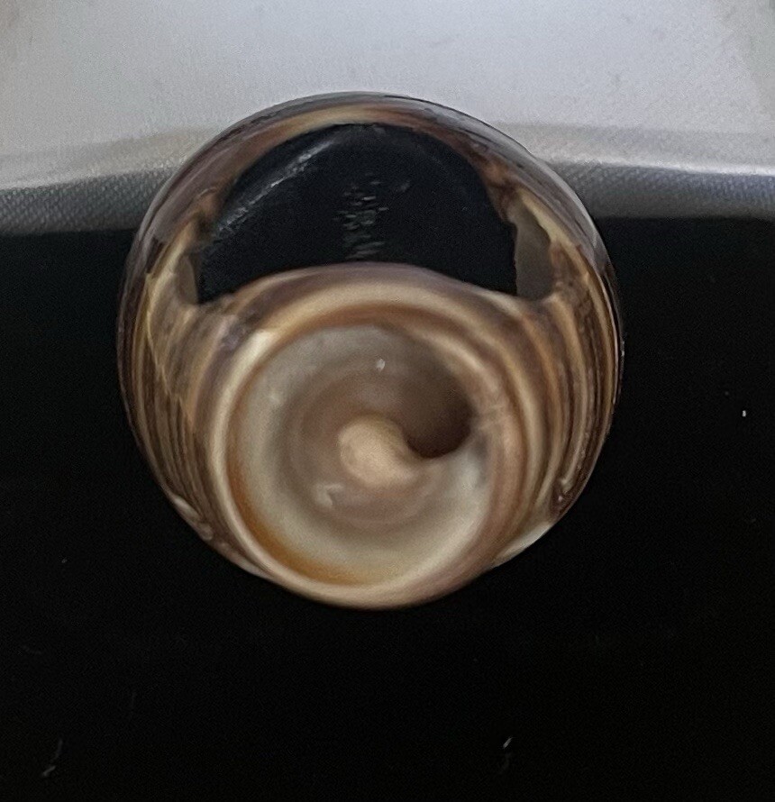 Natural Sea Shell Eye Of Shiva Ring Hawaii Beach | eBay