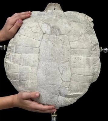 Giant Fossilized Turtle Shell | eBay