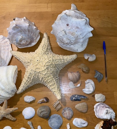 Seashells Lot Assorted Including Conch And Starfish | eBay
