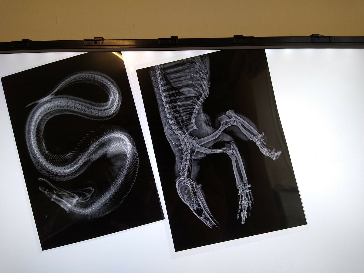X Rays Of Animals X RAY VISION: ZSL London Zoo Has Shared A Selection