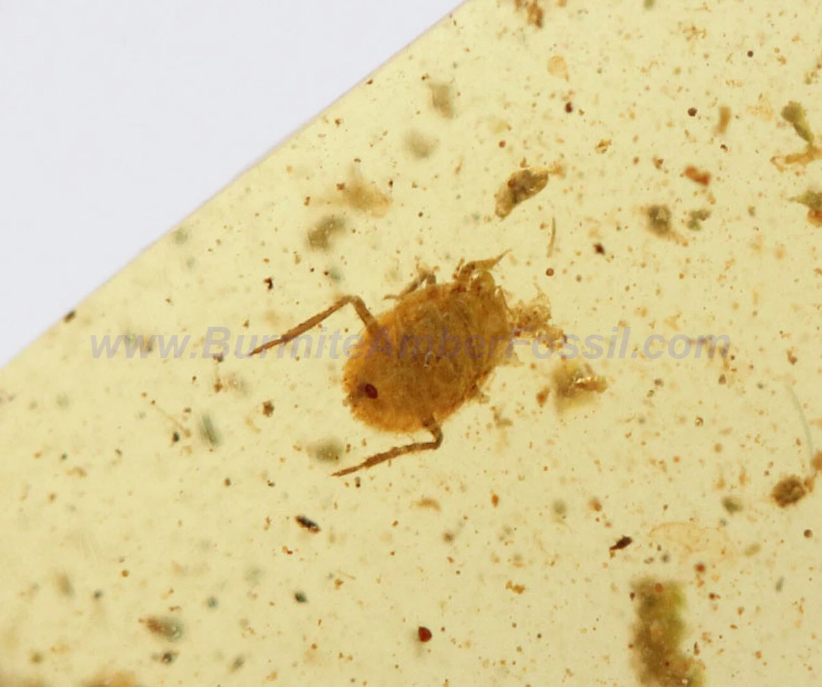 Gelastocoridae Toad Bugs