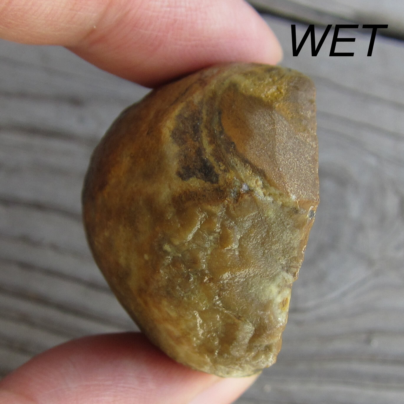 Natural Gobi eye stone Gobi rough agate/Jasper for Bonsai Suiseki gm760 ...