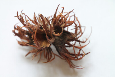 3 Witch Nuts, Shrimp Food, Shrimp, Catfish, Crayfish | eBay UK