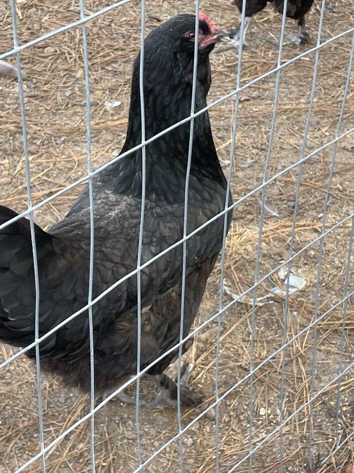 6+extras Fertile F2 And F3 olive moss eggers. | eBay