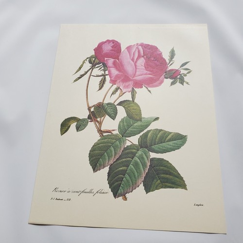 Pierre-Joseph Redoute PJ Print Botanical Flower Rose Rosa Centifolia ...
