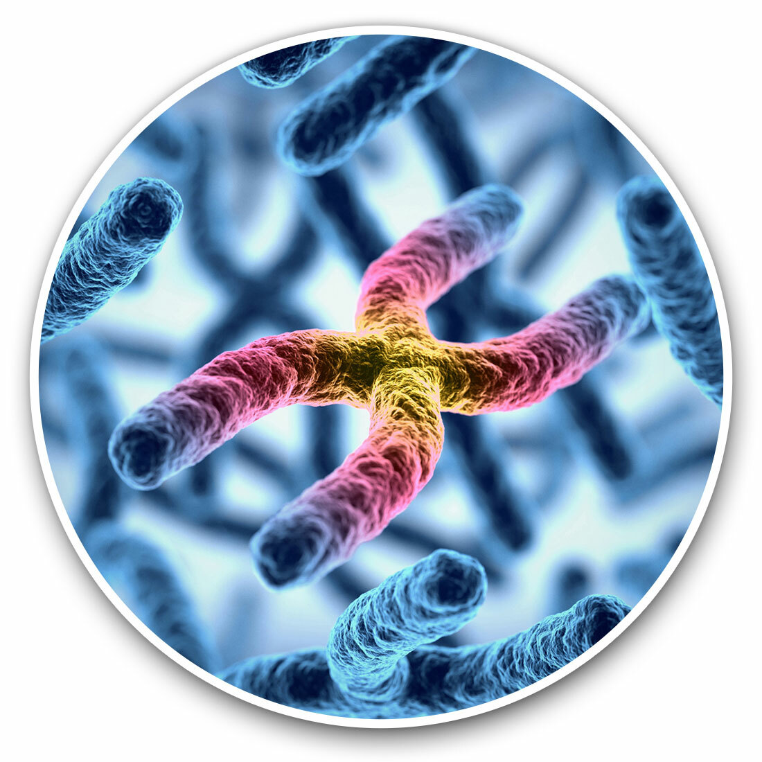 2 x Vinyl Stickers 25cm - Chromosome Biology Science Cool Gift #3191 | eBay