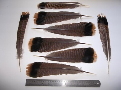 11 Pcs. Large Turkey Feathers Northern Michigan Hobby Art & Craft ...