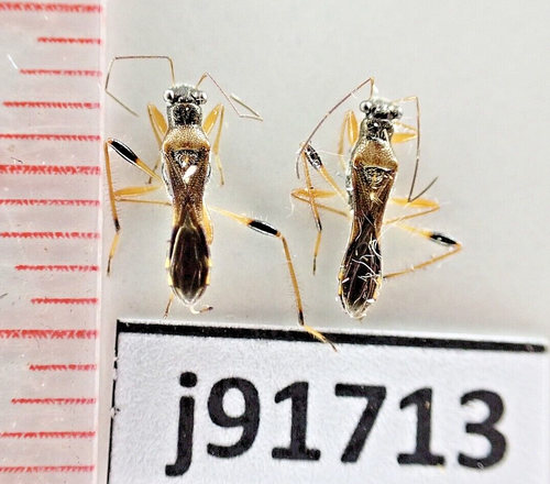 j91713. Insects, butterflies: Hemiptera sp. South Vietnam. Lam Dong | eBay