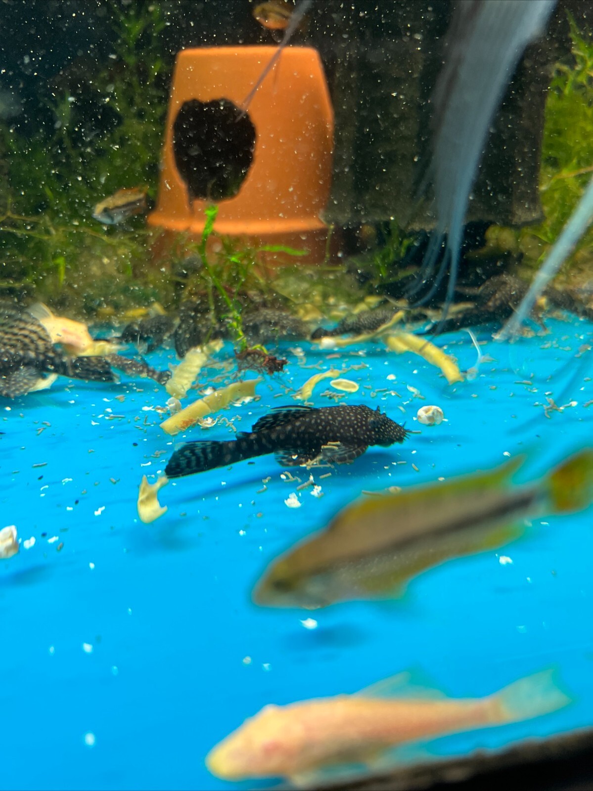 3x Chocolate bristlenose pleco .75-2 inch fish | eBay